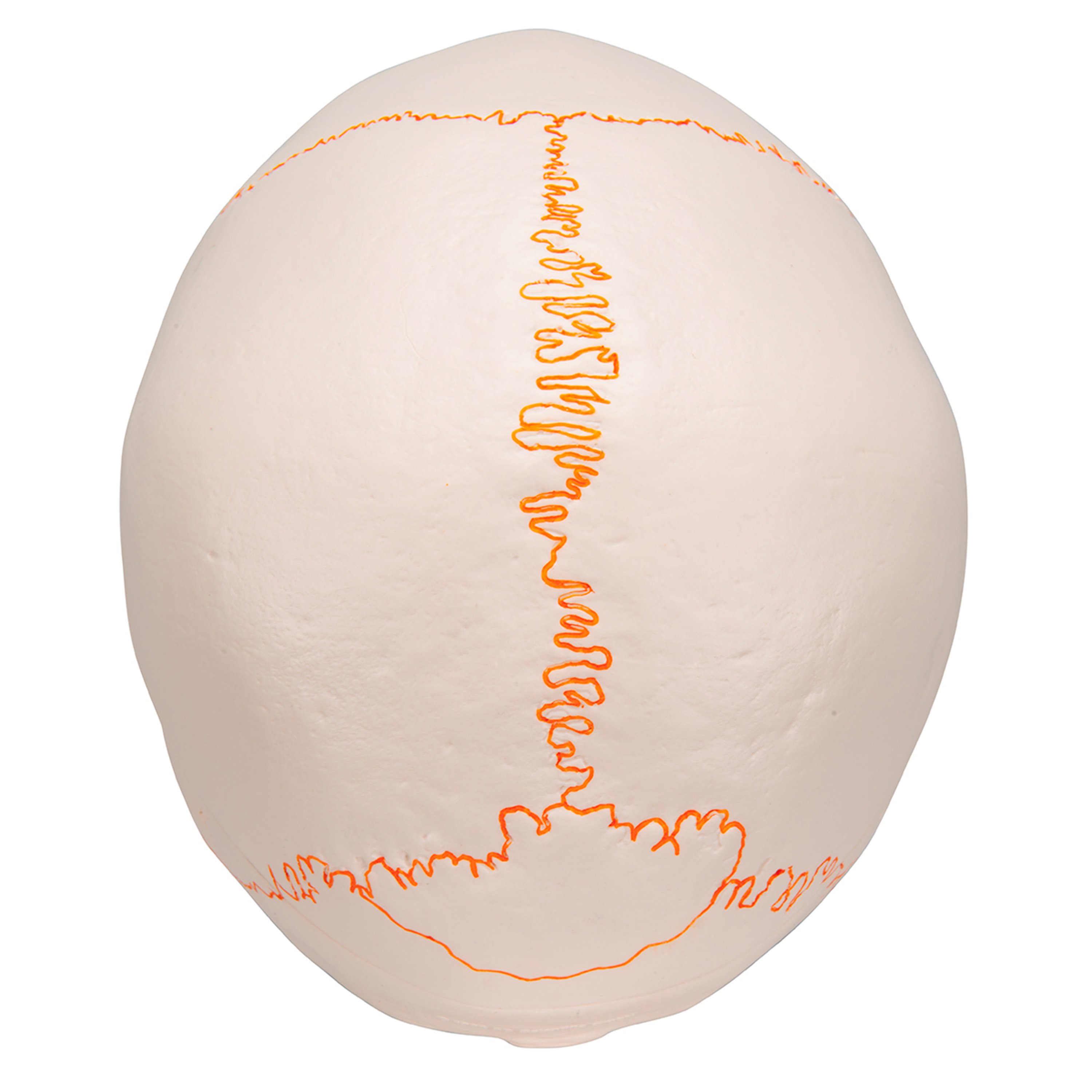 3B Scientific A22 Classic 3-Part Human Skull 3B Smart Anatomy