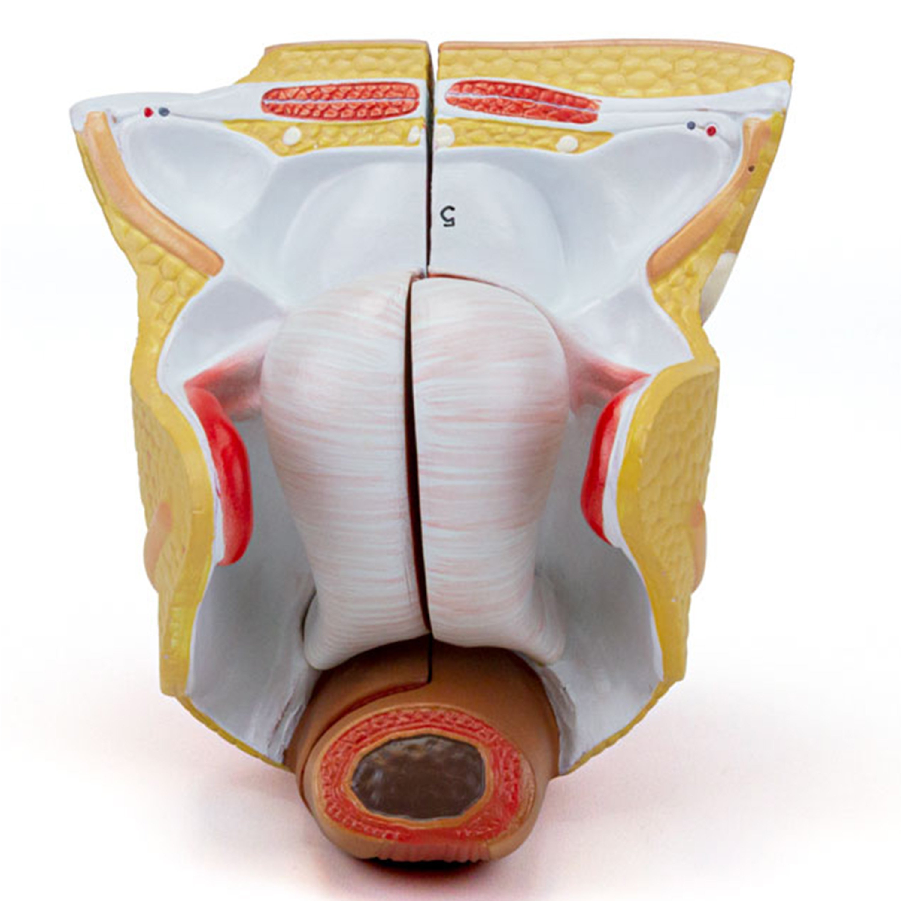 Nasco MG29948 Female Genital Organ Model, 4 Parts