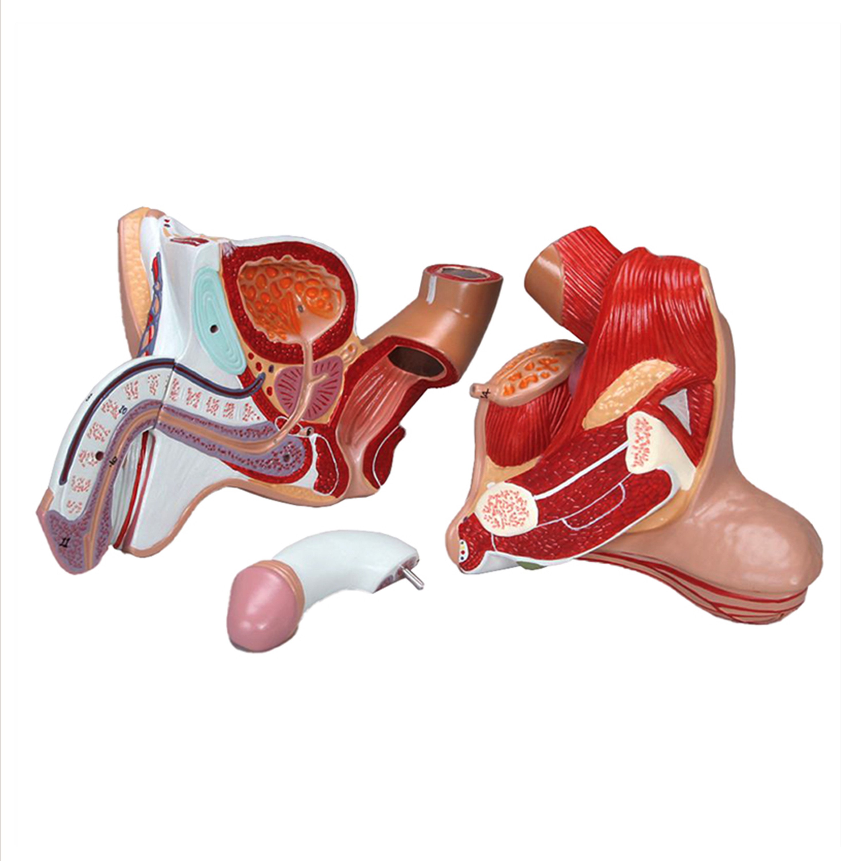 Nasco MG29950 Male Genital Organ Model, 4 Parts