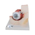 3B Scientific F16 MICROanatomy Eye Model