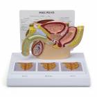 3B Scientific H21/2 Male pelvis with Ligaments (2 Parts)