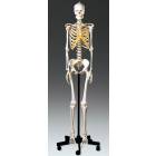 3B Scientific A05/1 Disarticulated Full Skeleton with 3 Part Skull